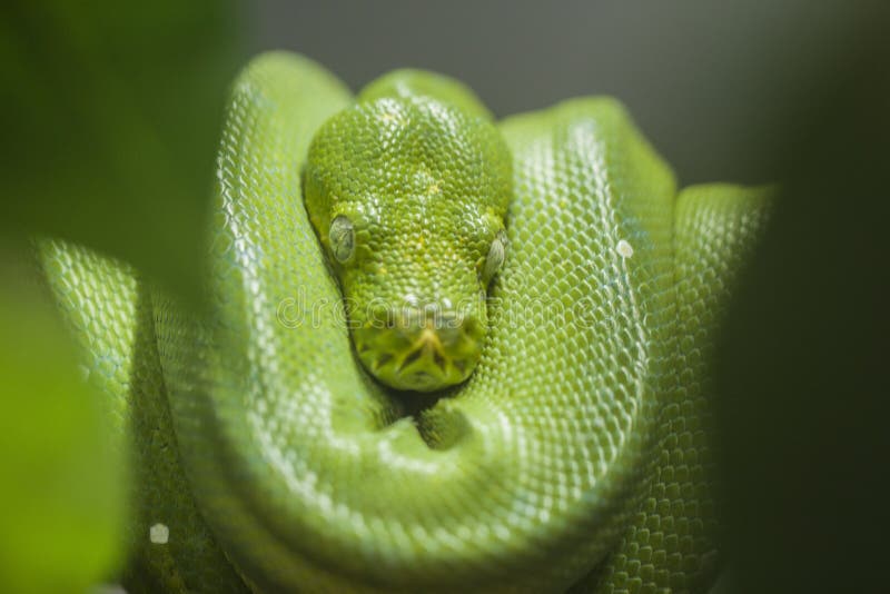 Green Python Foreground Green Leaf. Stock Image - Image of reptile ...