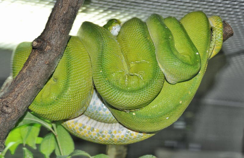 Green python stock image. Image of ophidian, hide, creature - 52840847