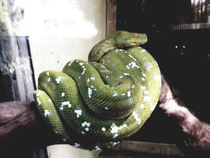A Green Python with a White Pattern Coiled on a Tree Trunk Stock Photo ...