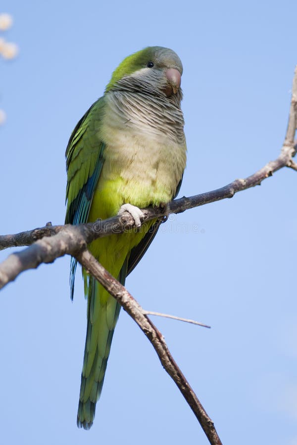 Quaker Parrot stock image. Image of isolated, feathers - 556801
