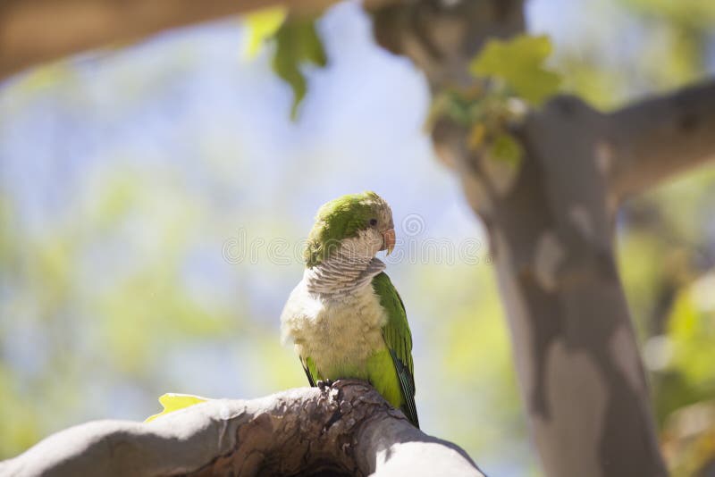 Green Quaker Parrot stock image. Image of monk, beak - 55790837