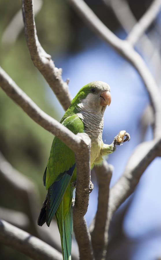 Green Quaker Parrot stock image. Image of parakeet, habitat - 55790845