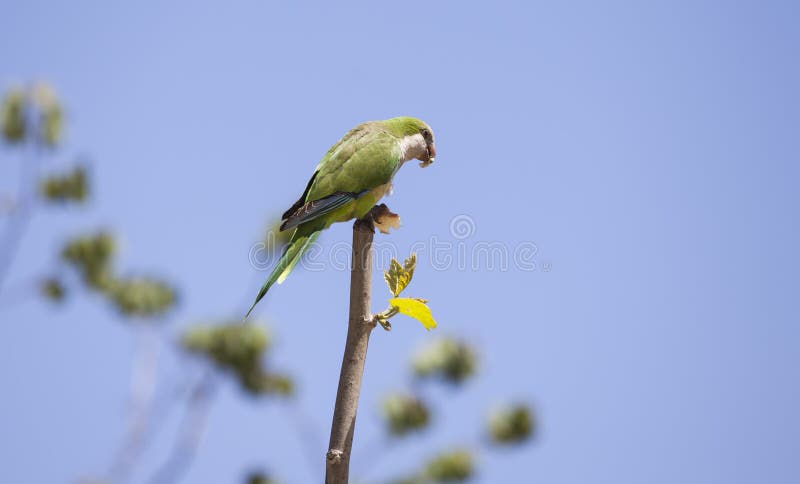 Green Quaker Parrot stock photo. Image of quaker, source - 55790854