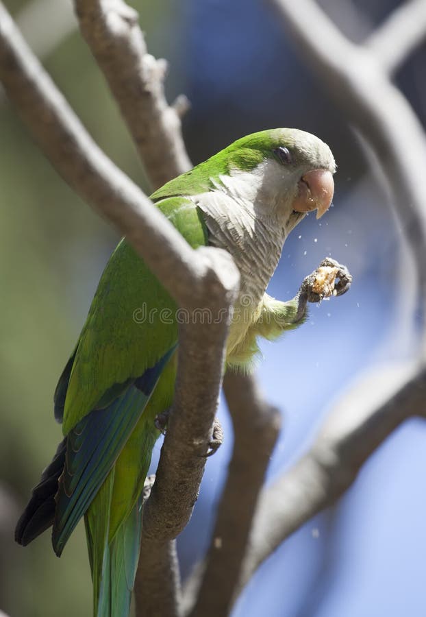 Green Quaker Parrot stock photo. Image of positive, habitat - 55790856