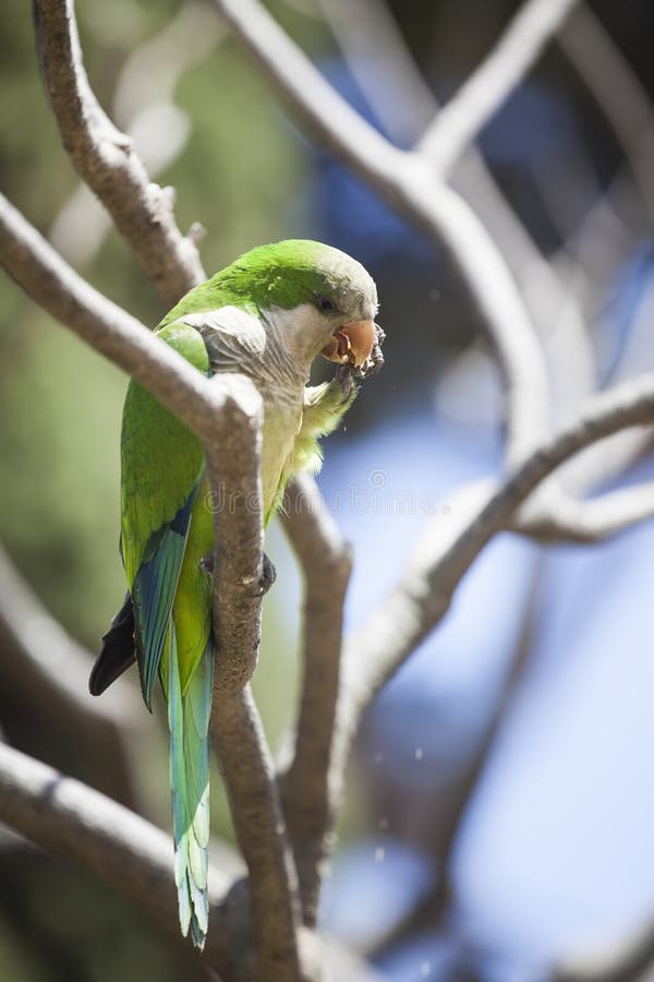 Green Quaker Parrot stock image. Image of tropical, monk - 55790861