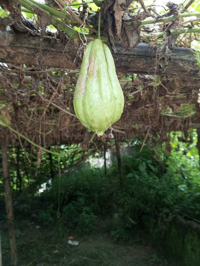 Green Quash Fruit stock image. Image of plant, garden - 341709839