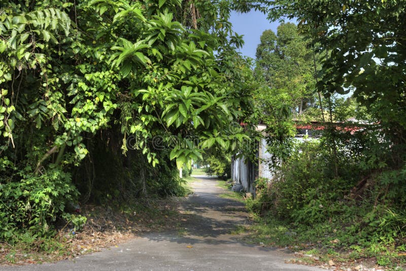 Green Quiet Pathway through the Foliage Canopy Shade Landscape Stock ...