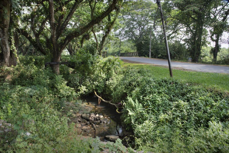 Green Quiet Pathway through the Foliage Canopy Shade Landscape Stock ...