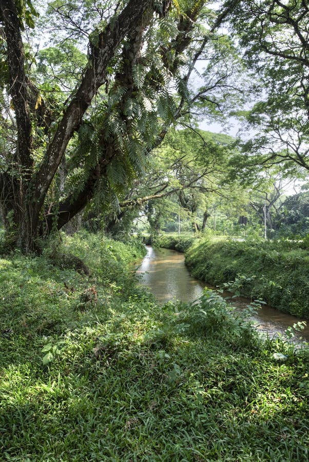 Green Quiet Pathway through the Foliage Canopy Shade Landscape Stock ...