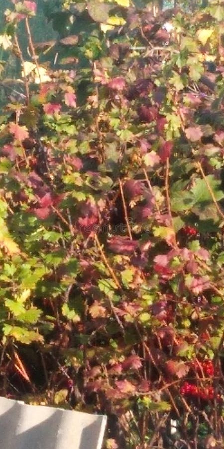 579 Rad Tree Stock Photos - Free & Royalty-Free Stock Photos from ...