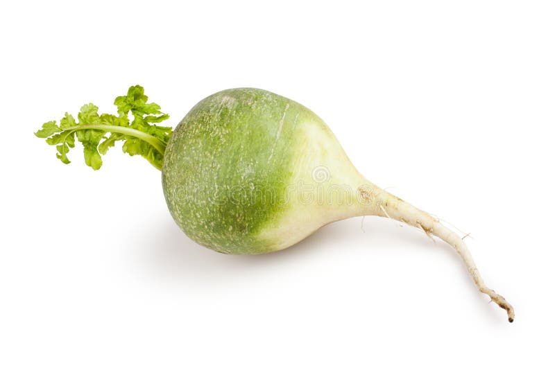 Turnip stock image. Image of vertical, white, food, organic - 16415891