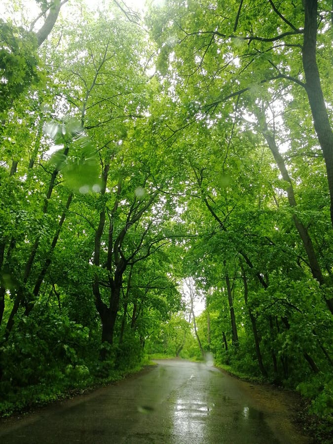 Green Rain forest bright stock photo. Image of tree - 182603092