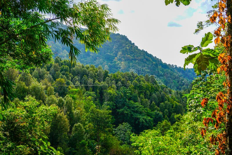 Green Rain Forest in the Mountainous Rural Area of Bali Stock Photo ...