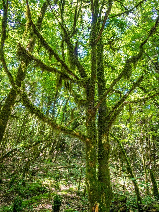Green rain forest stock photo. Image of canada, nature - 98332402