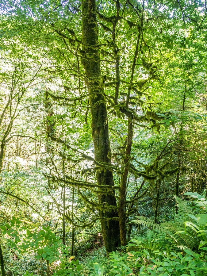 Green rain forest stock photo. Image of canada, nature - 98332402