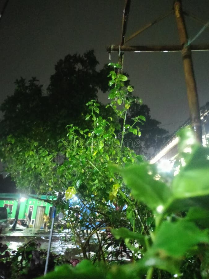 Green Rain Light Drash Beautiful Stock Photo - Image of drash, light ...