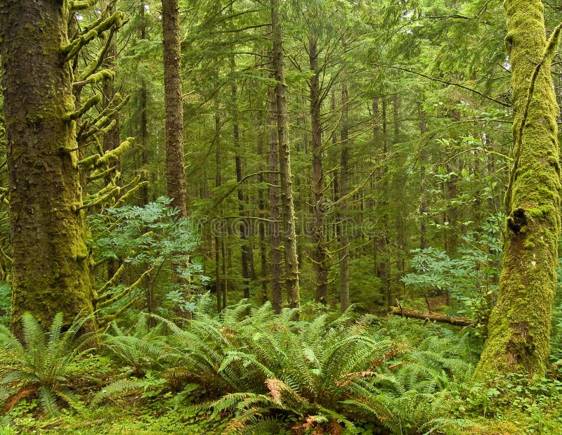 Green Rainforest stock image. Image of beam, light, foliage - 29530193