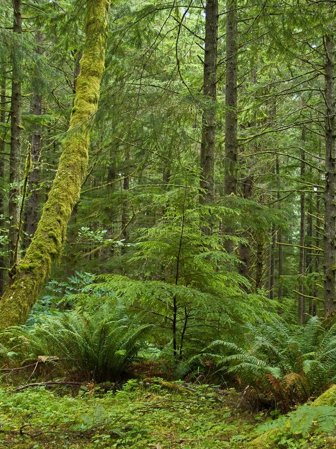 Green Rainforest stock image. Image of beam, light, foliage - 29530193