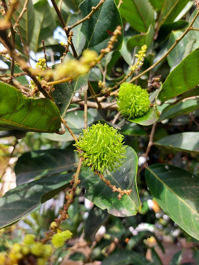 Green rambutan fruit stock image. Image of tree, leaf - 261415735