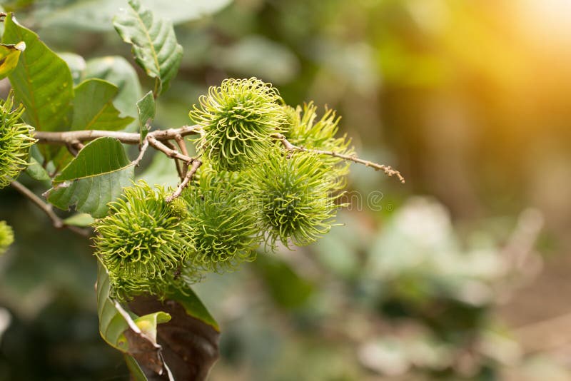 Green Rambutan Fruit on Tree, Rambutan Tree Stock Photo - Image of ...