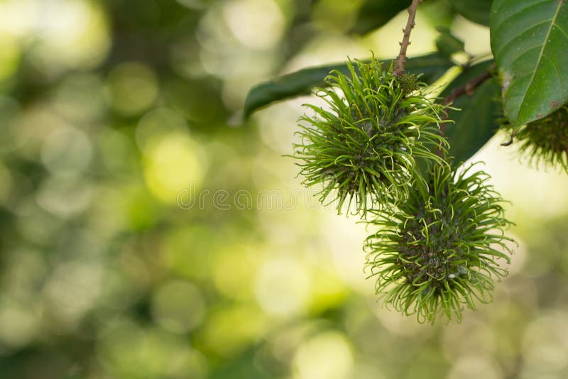 Green Rambutan Fruit on Tree Stock Photo - Image of tree, fruit: 190962558