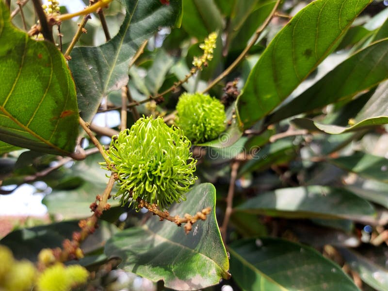 Green rambutan fruit stock photo. Image of currant, garden - 261415722