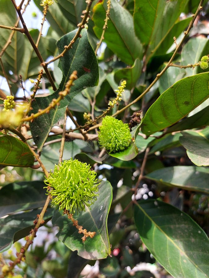 Green rambutan fruit stock photo. Image of fruit, nature - 261415740