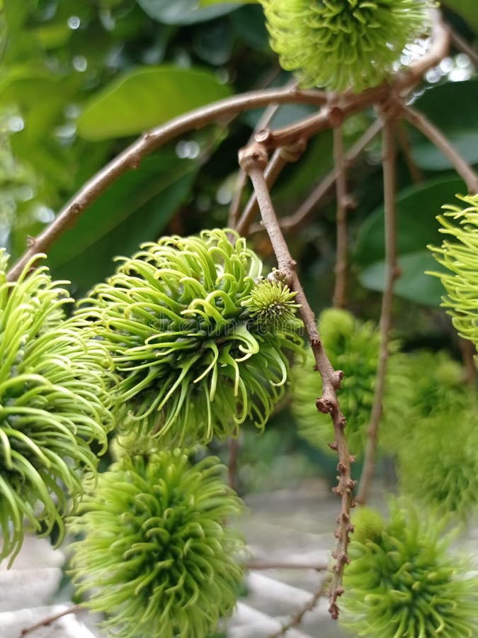 Green Rambutan from Indonesia Stock Image - Image of tree, leaf: 236927511