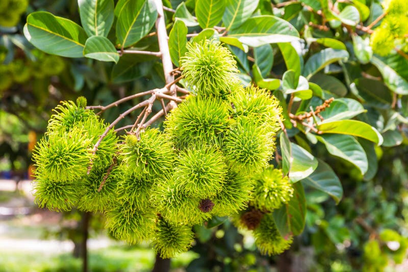 Green Rambutan stock image. Image of green, flower, delicious - 111156901