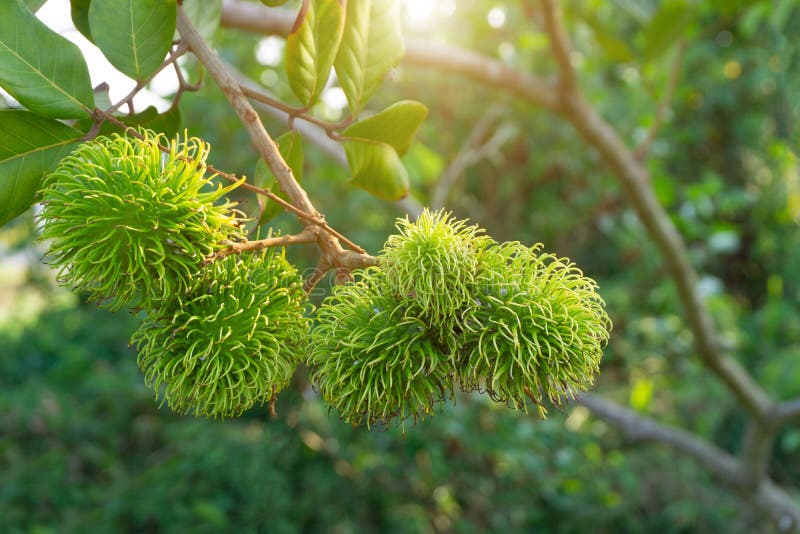 Green Rambutan that is Not yet Ripe on Tree Stock Photo - Image of ...