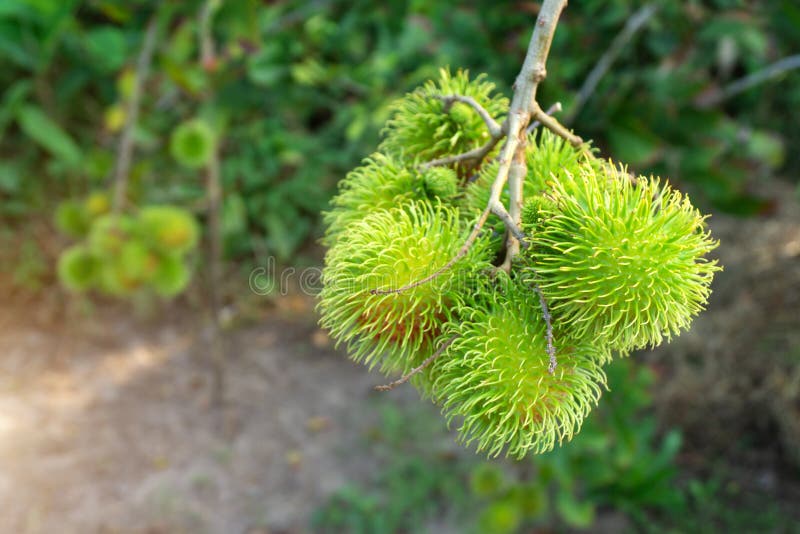 Green Rambutan that is Not yet Ripe on Tree Stock Image - Image of ...