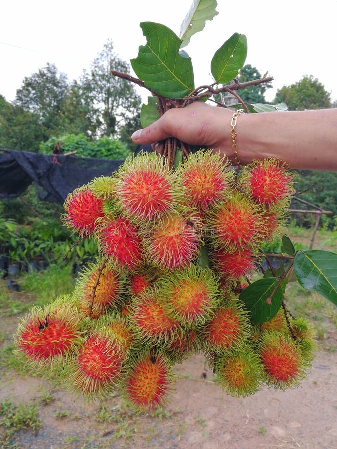 Green Rambutan on Red, Fruit Farm Stock Photo - Image of nature, leaf ...