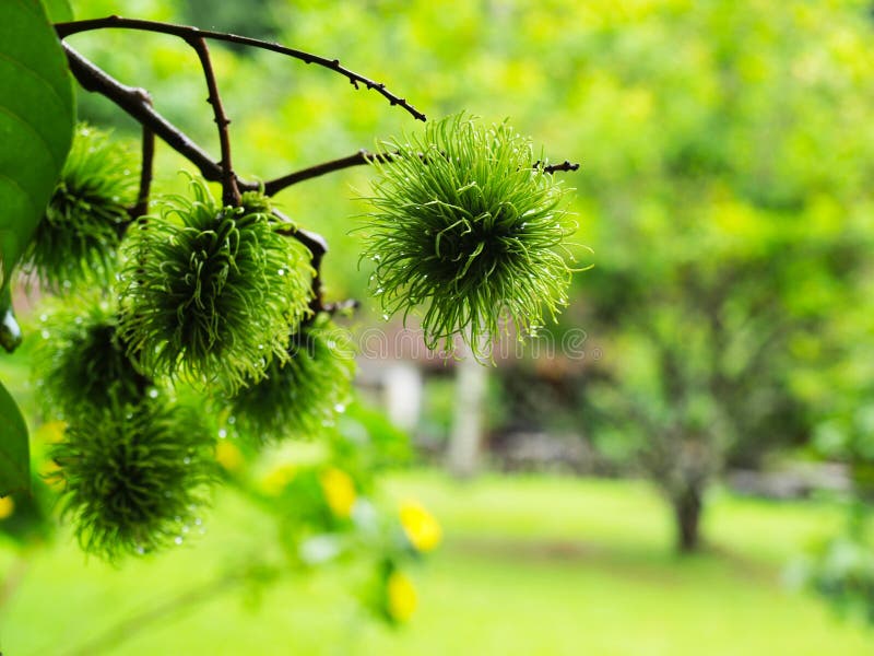 GREEN RAMBUTAN stock photo. Image of plant, delicious - 30516502