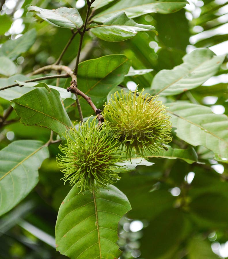 Green Rambutan on tree stock photo. Image of fruit, food - 57289204