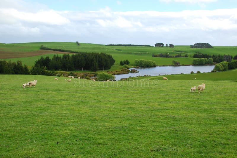 The green ranch stock image. Image of eating, nature, lake - 8731519