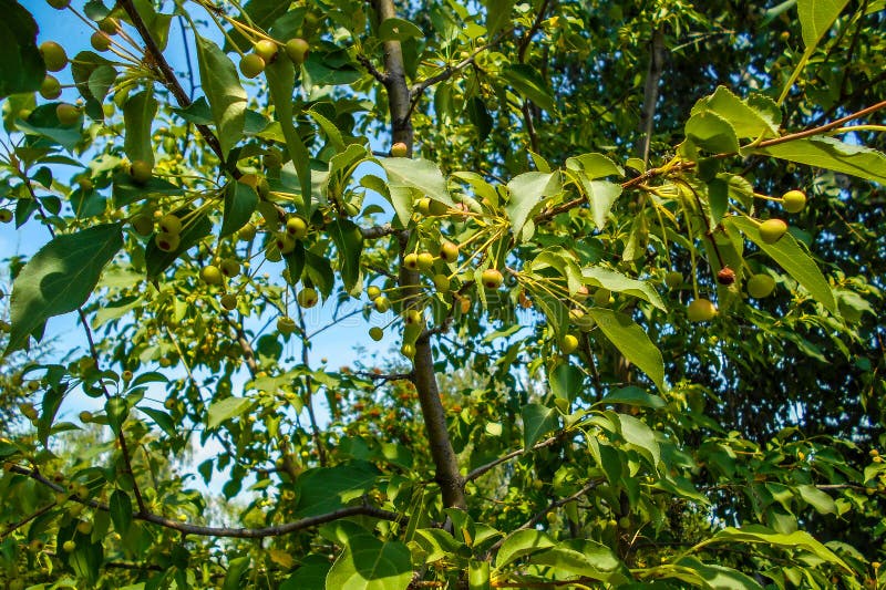 Green Ranet. Background of Green Ranet Stock Image - Image of healthy ...