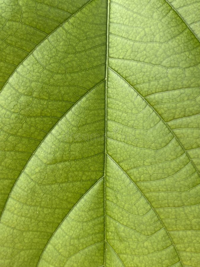 Green Rangoon Creeper Leaf Background, Texture of Leaf Stock Image ...