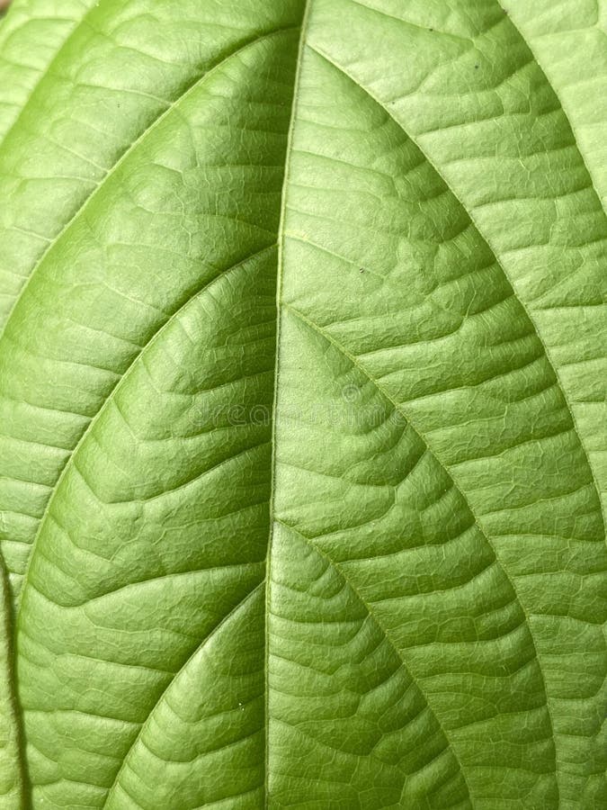 Green Rangoon Creeper Leaf Background, Texture of Leaf Stock Photo ...