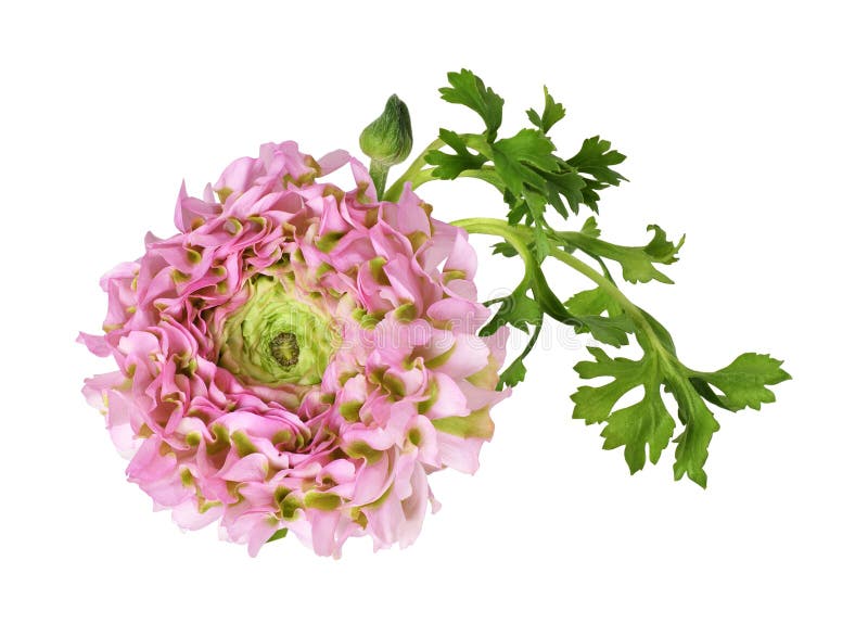 Green Ranunculus Bud and Leaves Isolated Stock Photo - Image of ...