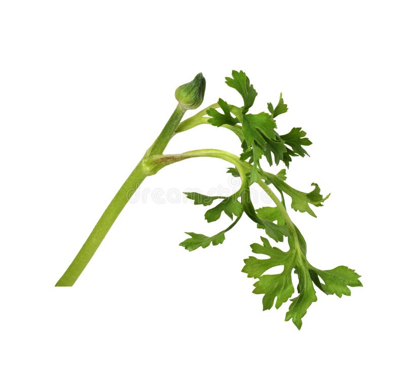 Green Ranunculus Bud and Leaves Isolated Stock Image - Image of ...