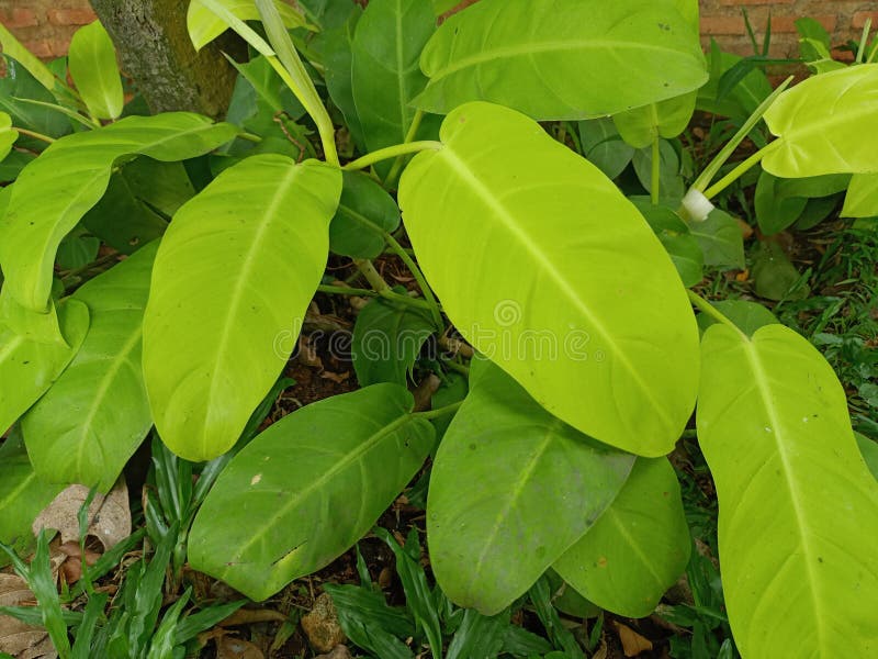 Green Rare Leaf in the Bushes Stock Image - Image of yellow, vegetable ...