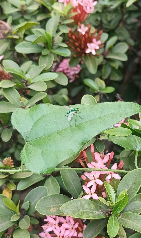 Green Rare Unique Insect on a Green Leaf Stock Image - Image of green ...