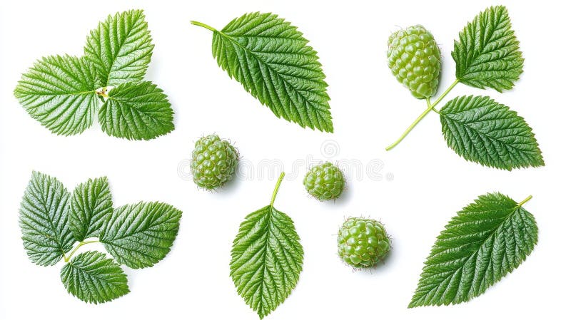 Green Raspberries and Leaves on White Background Stock Illustration ...