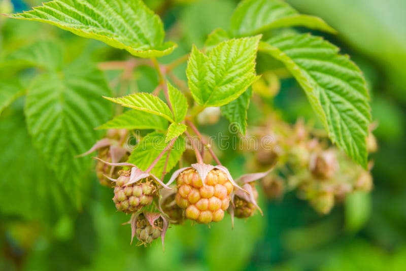Green raspberry berries stock image. Image of harvest - 35282331