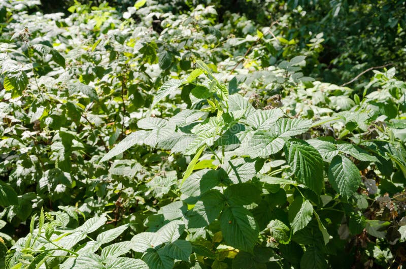 Green Raspberry Bushes in the Forest. Stock Photo - Image of nutrition ...