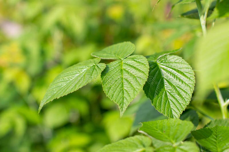 Green Raspberry Leaf in the Garden. Ripe Raspberries Stock Image ...