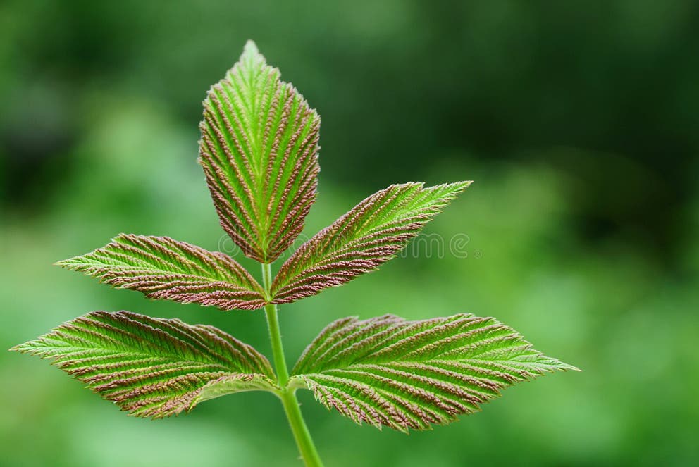 Green Raspberry Leaf on a Green Background Stock Photo - Image of green ...