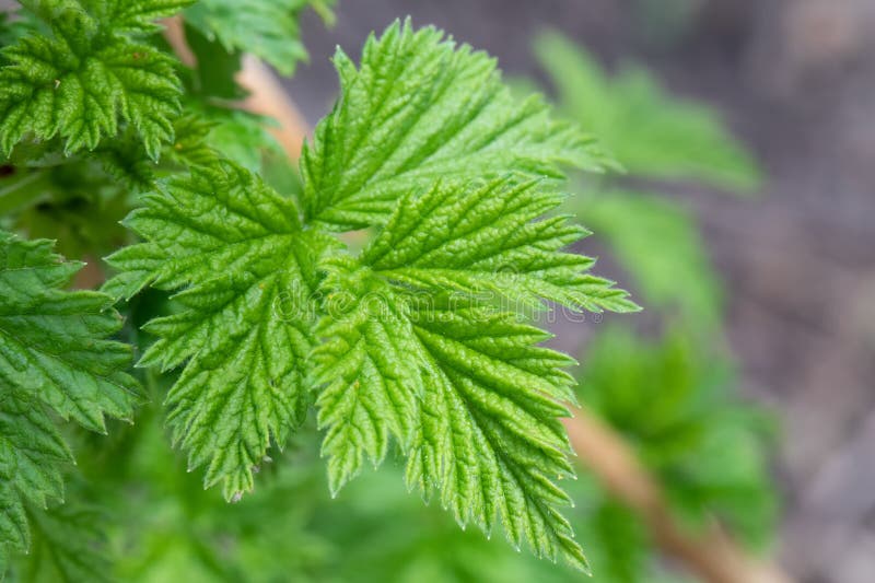 Green Raspberry Leaf Grown in Spring. Stock Image - Image of foliage ...