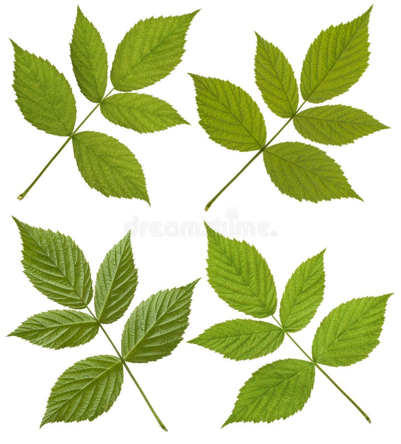 Green Raspberry leaf stock photo. Image of leaf, raspberry - 87284232