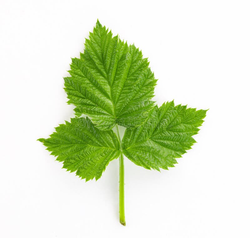 Green Raspberry Leaf stock image. Image of garden, freshness - 188796219